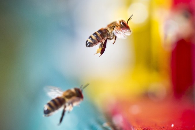 Arizona Police: 23-Year-Old Hiker Killed by More Than 1,000 Bee Stings ...