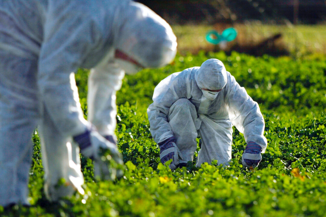 GMOs in UK: Facts At A Glance | The Epoch Times