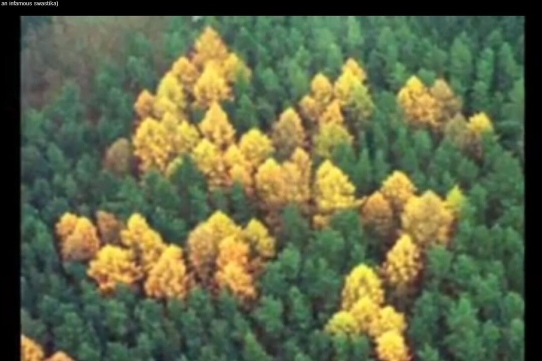 'Forest Swastikas' in Germany a Cause for Concern for Some (+Photo ...