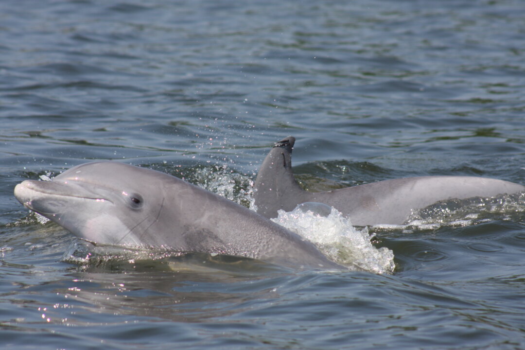 Dolphin Death Spike Could Be Traced to Infectious Pathogen | The Epoch ...