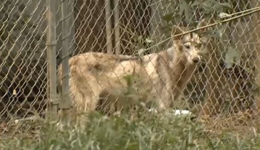 Patricia Ritz May Have Been Eaten by Her Own Wolf-Dogs | The Epoch Times