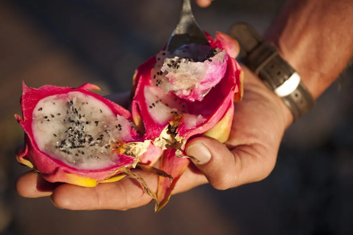 The Overnight Sensation of the Dragon Fruit (Photo Gallery)