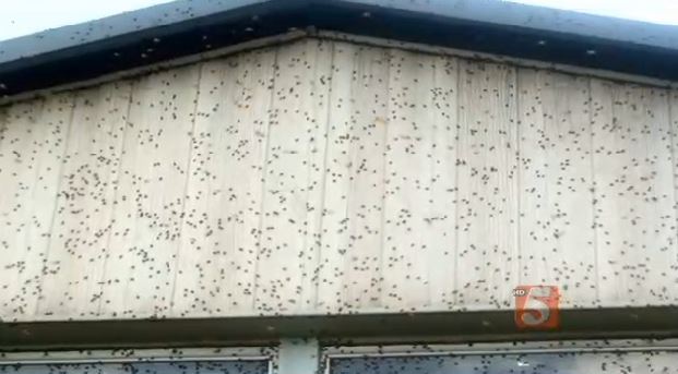 Ladybugs Swarming Houses in Tennessee, Georgia, Alabama | The Epoch Times