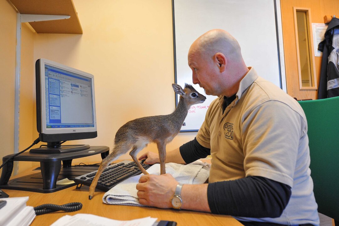 Pretty Much the Cutest Little Animal Ever: Dik-Dik Mini Antelopes | The ...
