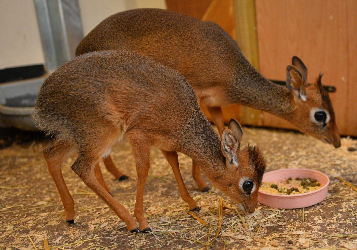 Pretty Much the Cutest Little Animal Ever: Dik-Dik Mini Antelopes