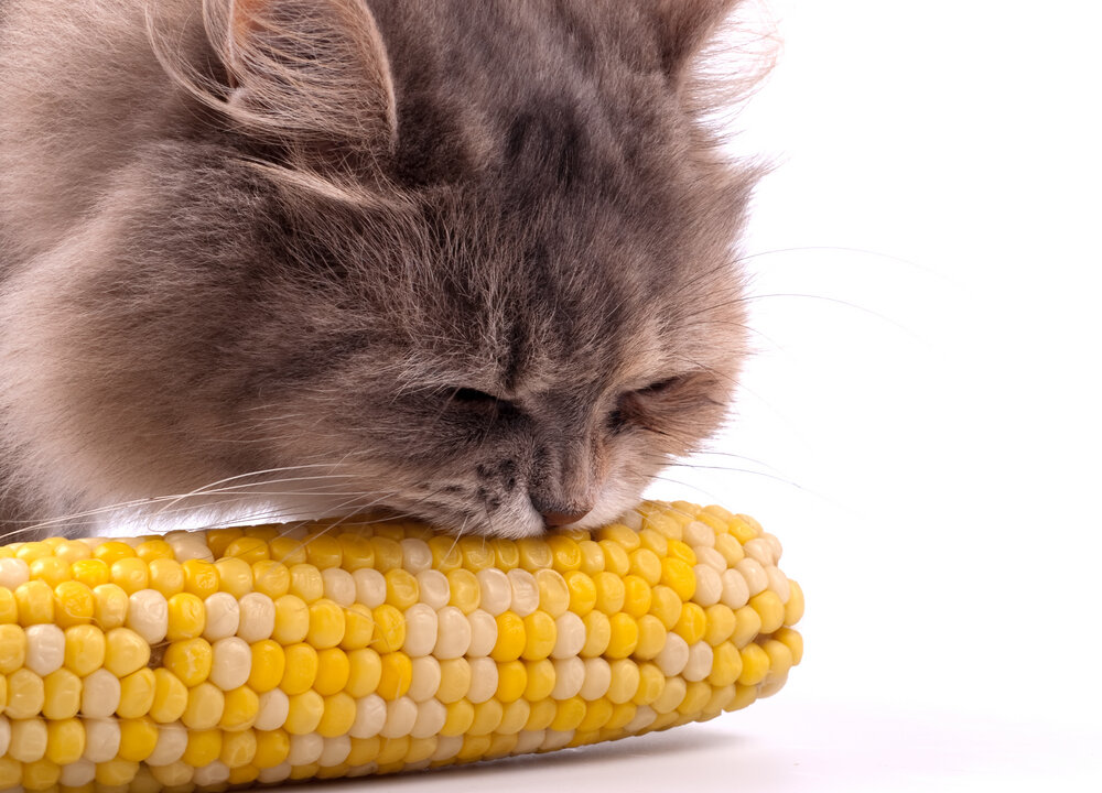 4 Funny Videos of Animals Eating Corn - The Epoch Times | The Epoch Times