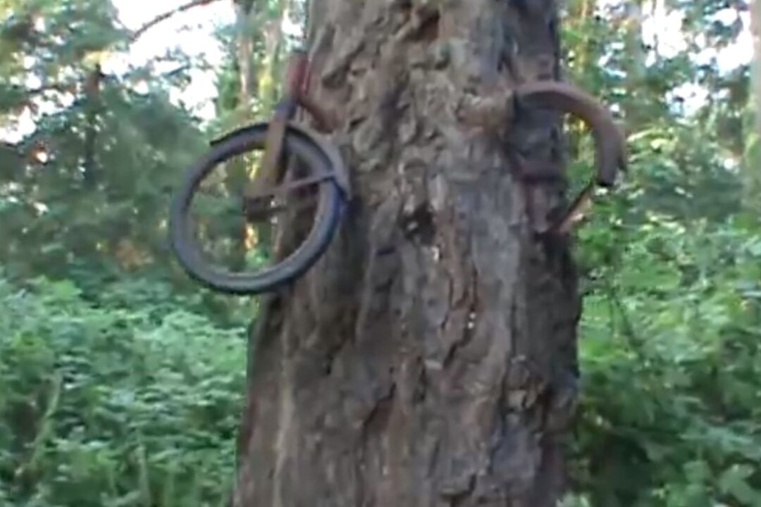 Bike Tree of Vashon Island: Whats the Story of the Tree Bicycle in ...