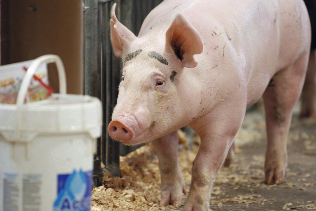 Swine Virus Spreading Rapidly in Ontario | The Epoch Times