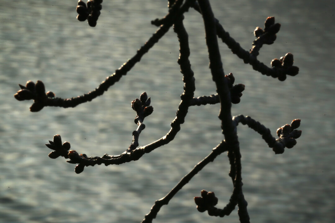 What Day is Spring? When Does It Start? Today--And It's Already Started ...