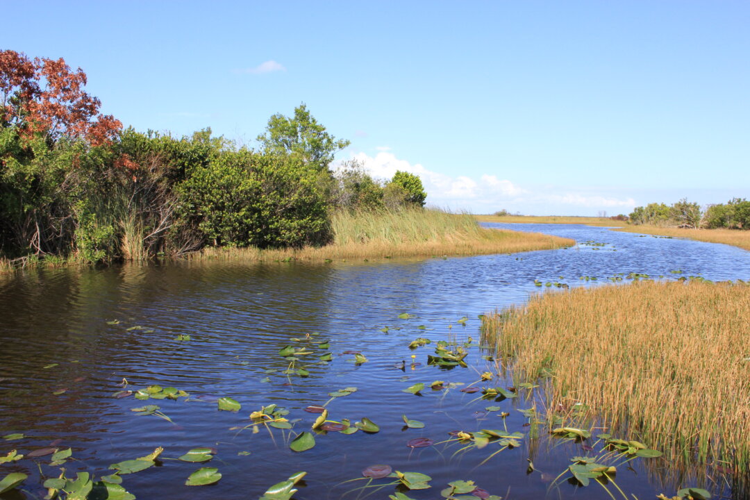 Gators and Birds in Florida’s River of Grass: Touring the Everglades ...