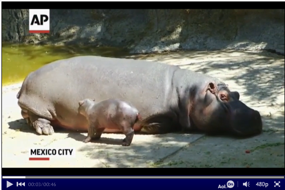 Watch: Baby Hippo Debuts at Mexico City Zoo