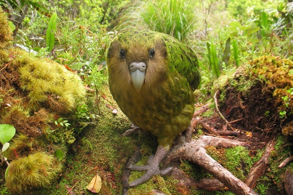 List of the 100 Most Endangered Birds in the World. - The Epoch Times ...