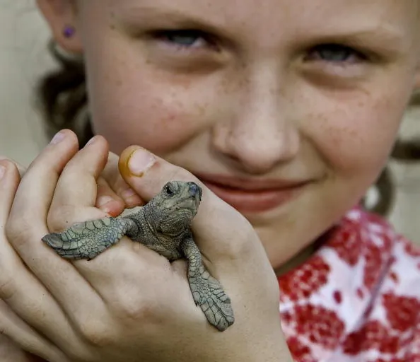 Baby Olive Ridley Turtles Journey to the Sea - The Epoch Times