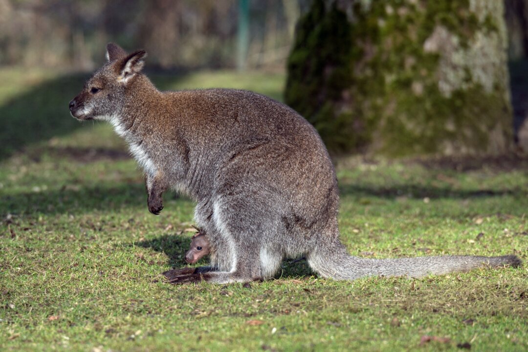 Hopping Robotic Kangaroo Developed by Scientists | The Epoch Times