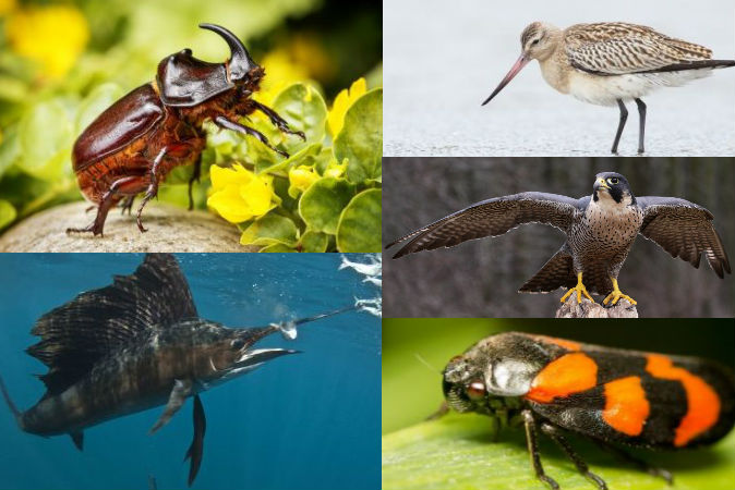 World’s Fastest Animal and Other Record-Breaking Animals (+Videos ...