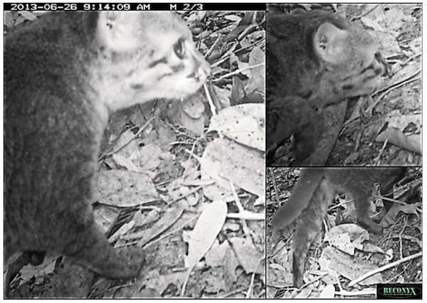 Rare Pictures of Flat-headed Cats in Park | The Epoch Times