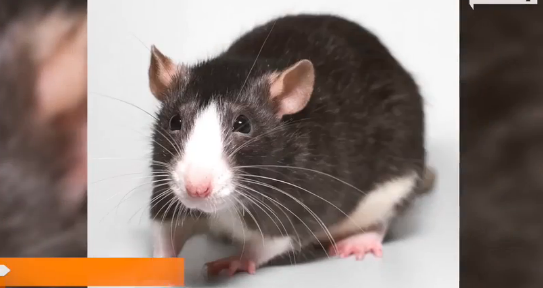 'Rat Girl' Breeds, Unleashes Rats Across San Francisco (Video) | The ...