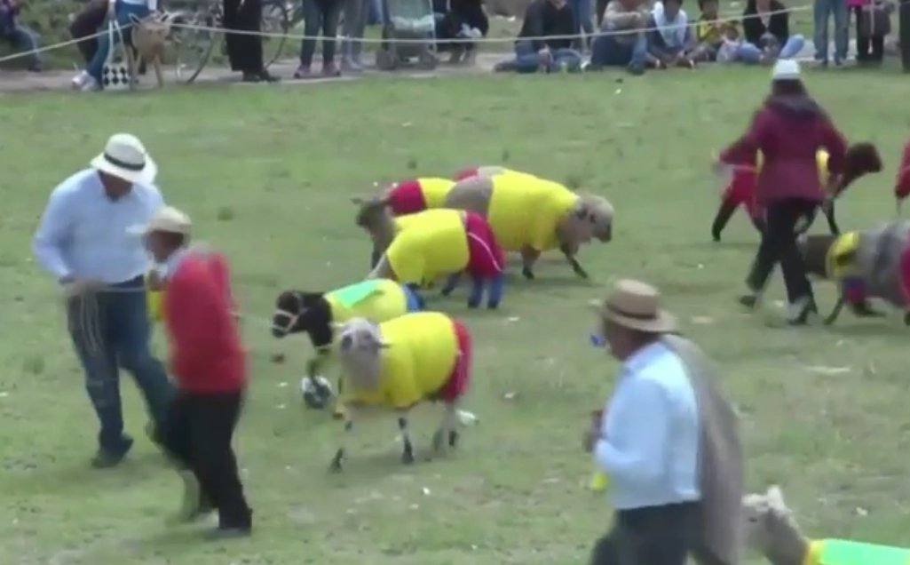 Animal video: Sheep Football Match (Video)