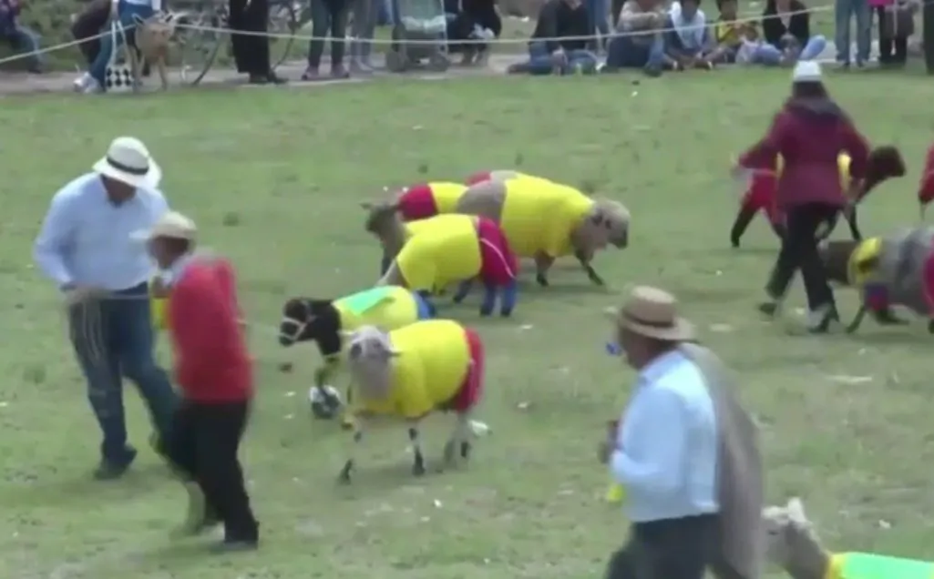 Animal video: Sheep Football Match (Video)