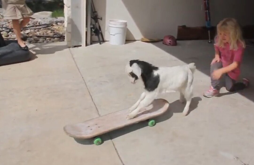 Animal videos: Goat First Rides on Skateboard (Video) | The Epoch Times