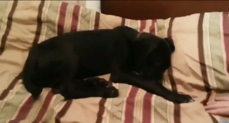 Top 3 Misbehaving Animals of the Week | The Epoch Times