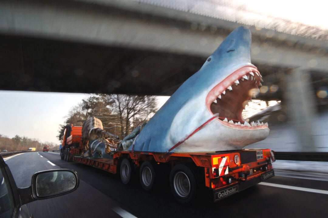 Megalodon: Facts About the Extinct Prehistoric Shark (+Illustrations ...