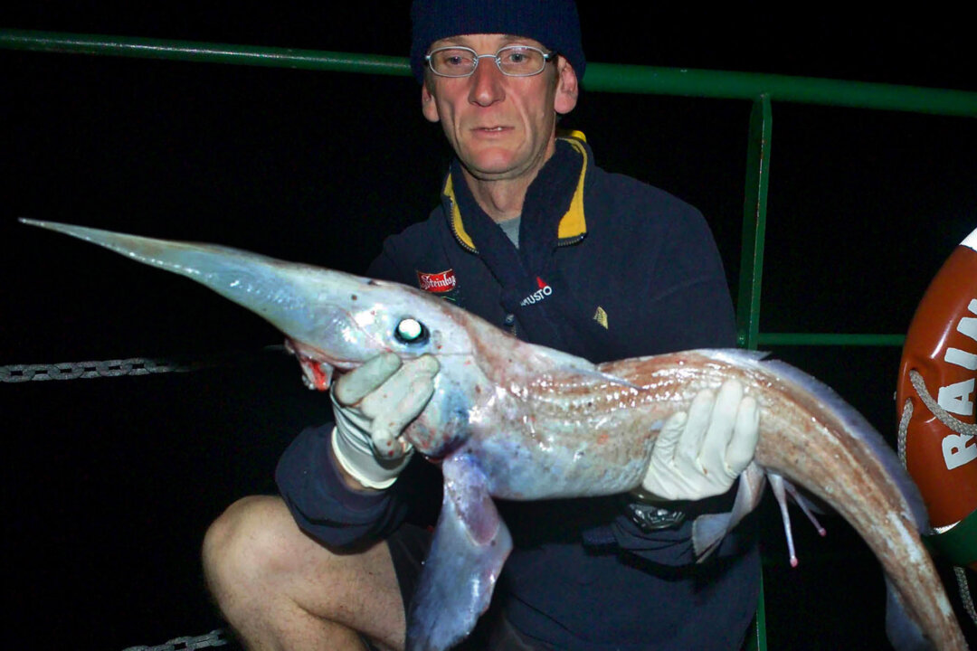 Alien Sharks on Discovery Channel Shark Week: Ghost Sharks aka Elephant ...