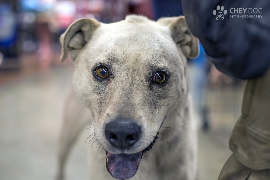 Tinder App Dogs Searching for Permanent Love | The Epoch Times