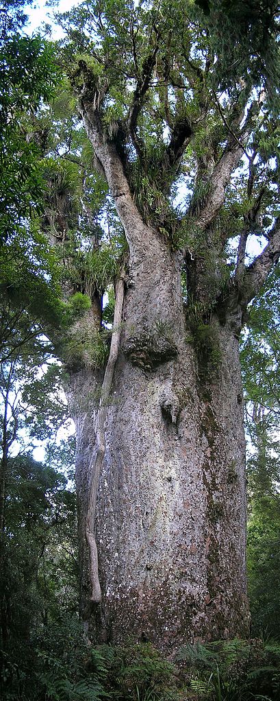 World’s Oldest Trees: 3,000 to 9,500 Years Old