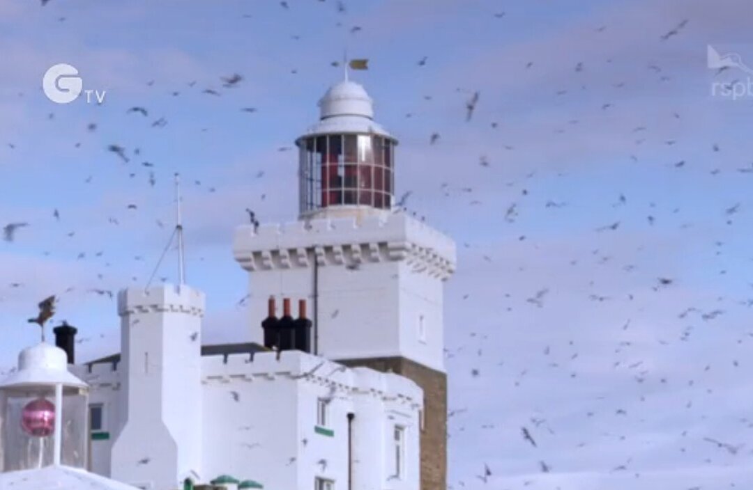 Coquet Island - Unique Seabirds Place (Video) | The Epoch Times