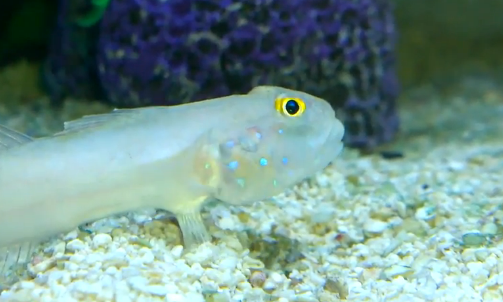 Sand Sifting Goby Shows Off His Food Filter (Video) | The Epoch Times