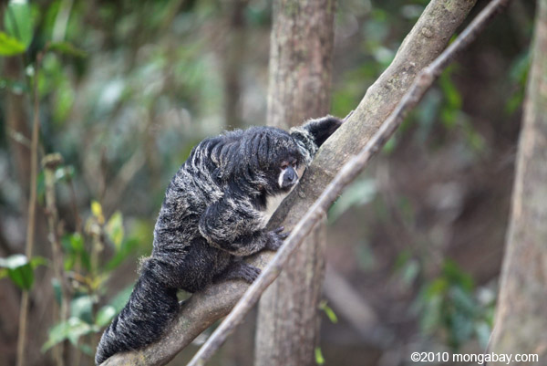 Five New Species of Suki Monkey Found in Amazon | The Epoch Times