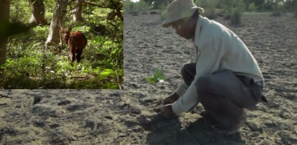 ‘Forest Man’—The Man Who Planted a Forest in India | The Epoch Times