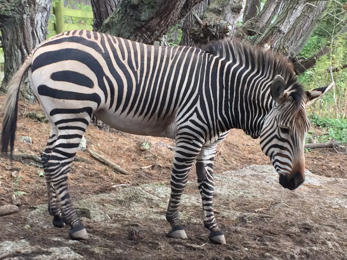 Meandering Through Mendocino Coast