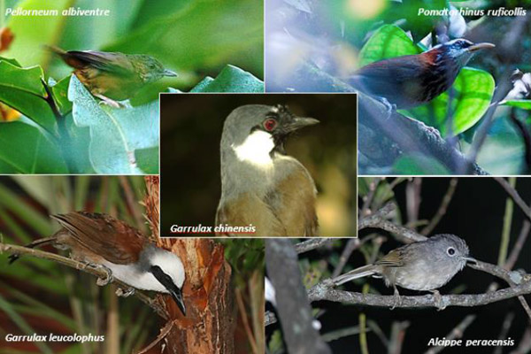 Fine Tuning Conservation Efforts With Common Birds | The Epoch Times