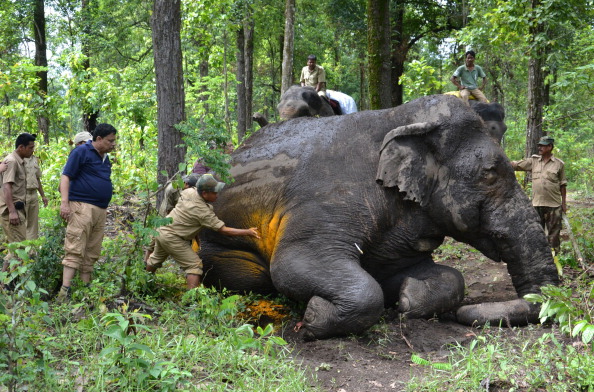 India Forest Rangers Need Protections Too | The Epoch Times