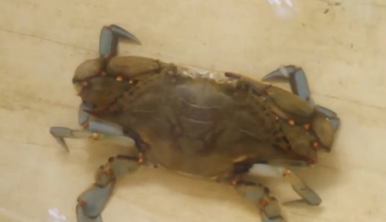 Could a Monster-Size Crab Spotted in UK be Real? (Video) | The Epoch Times