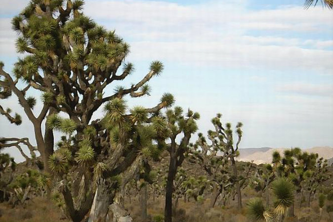 The Sentinals of the Southwest | The Epoch Times