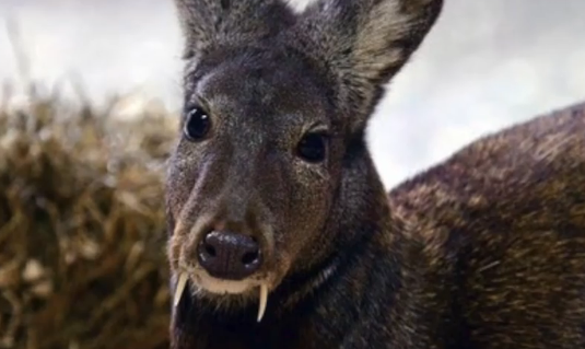 First Fanged Deer Spotted in 60 Years (Video) | The Epoch Times