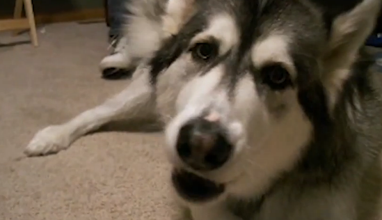 These Pets Can Talk Like Humans! | The Epoch Times