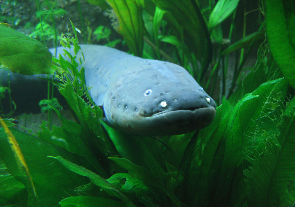 How Electric Eels Use Shocks to ‘Remote Control’ Other Fish | The Epoch ...