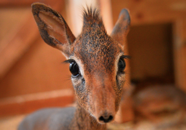 Pretty Much the Cutest Little Animal Ever: Dik-Dik Mini Antelopes