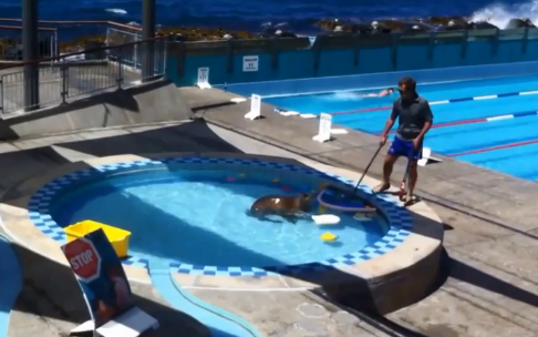 Sea Lion Goes for a Swim in Public Pool (Video) | The Epoch Times