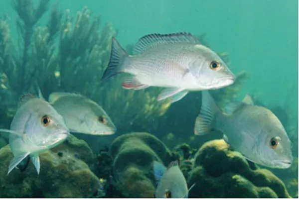 Scientists Discover That Fish Larvae Make Sounds