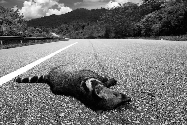 Southeast Asia Roads Hurting Wildlife and Forests | The Epoch Times