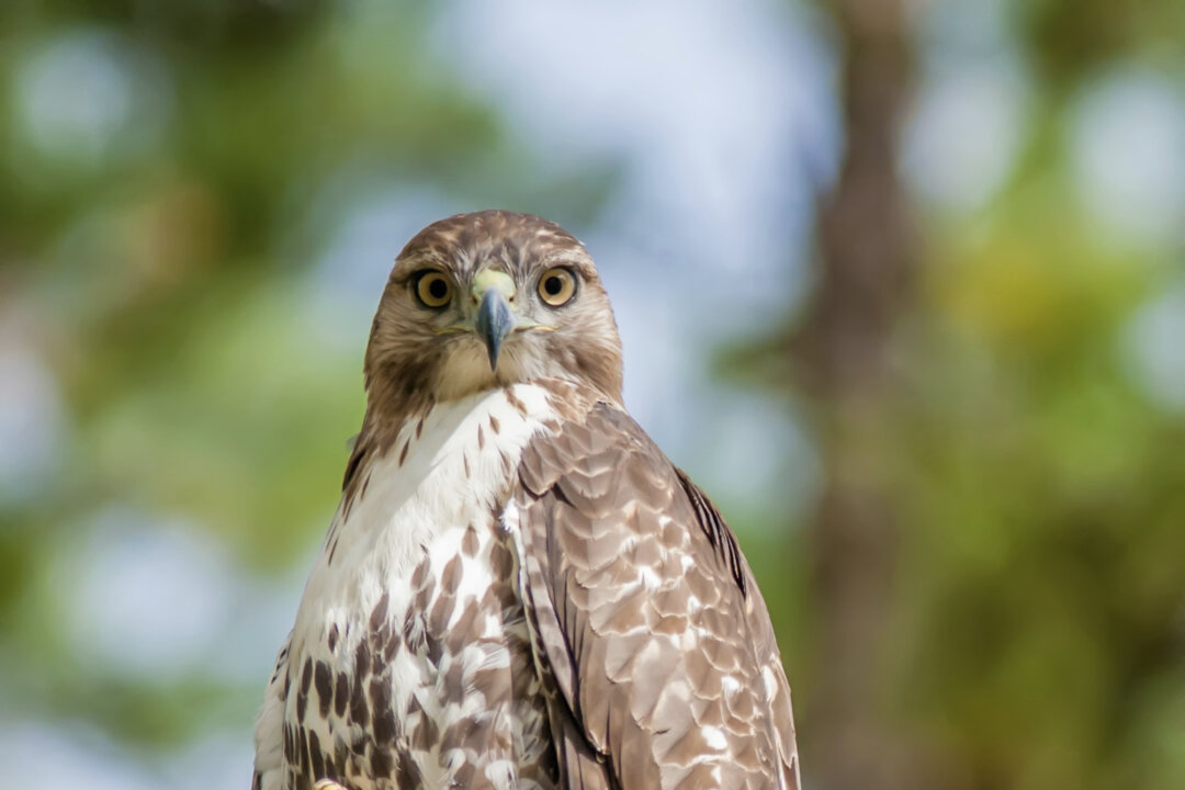 ‘Flameproof’ Hawk Is World’s Most Polluted Bird | The Epoch Times