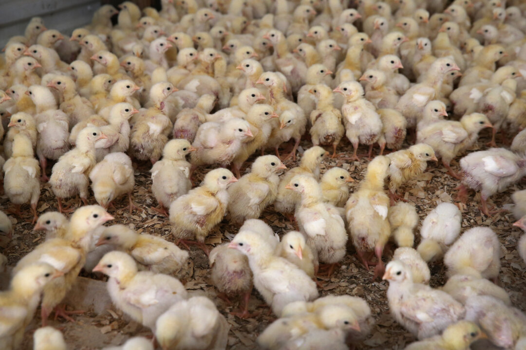 China Approves Imports of Live Poultry From US | The Epoch Times
