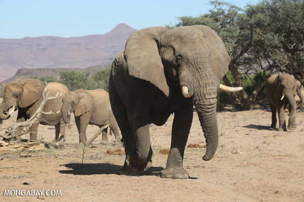 Reducing Crop Damage and Elephant-Human Conflicts | The Epoch Times