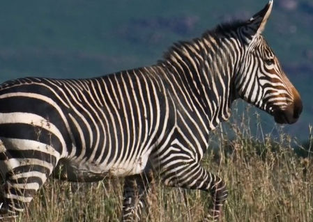 60% of World's Largest Herbivores Facing Extinction (Video) | The Epoch ...