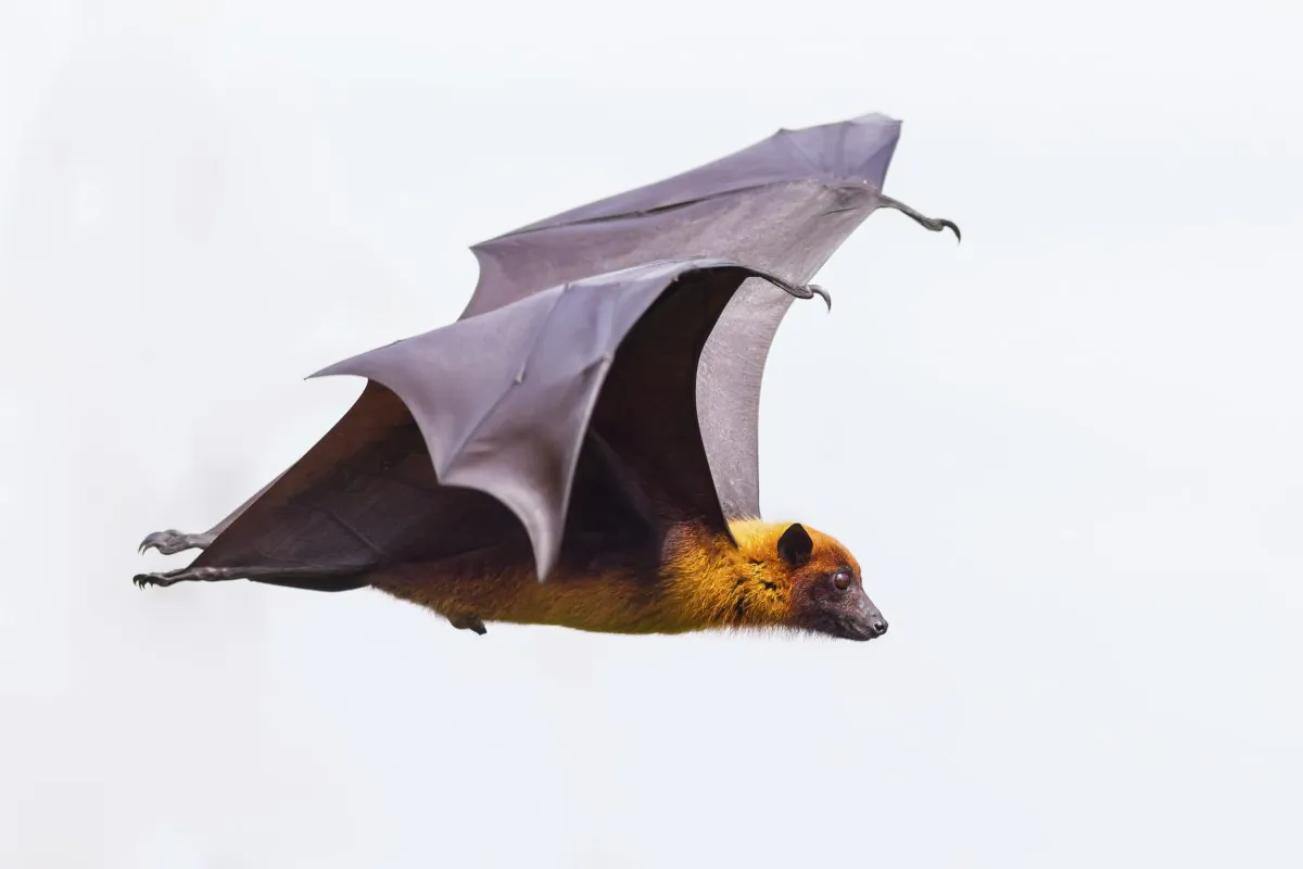 Touch Sensors on Wings Let Bats ‘Feel’ Airflow